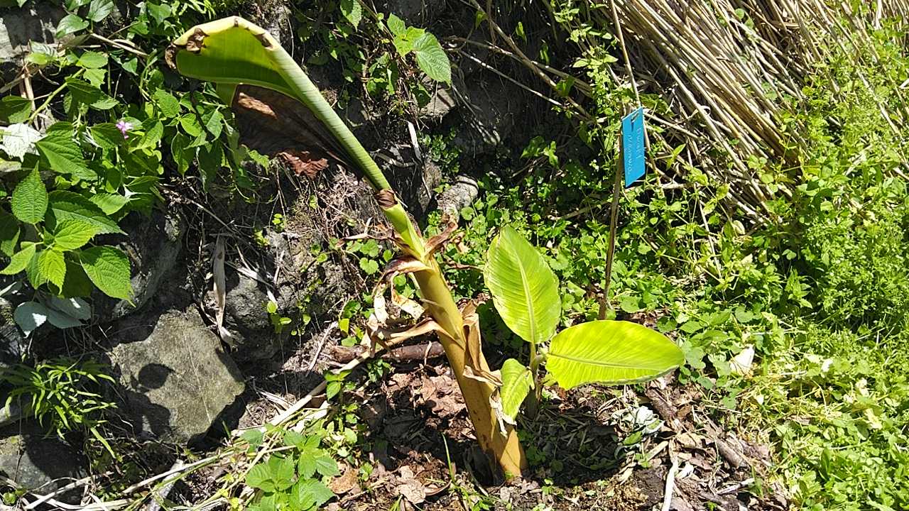 スキゾ逃農記 至善農園精舎 知足 離欲 精進編 | junbenのブログ - 楽天ブログ