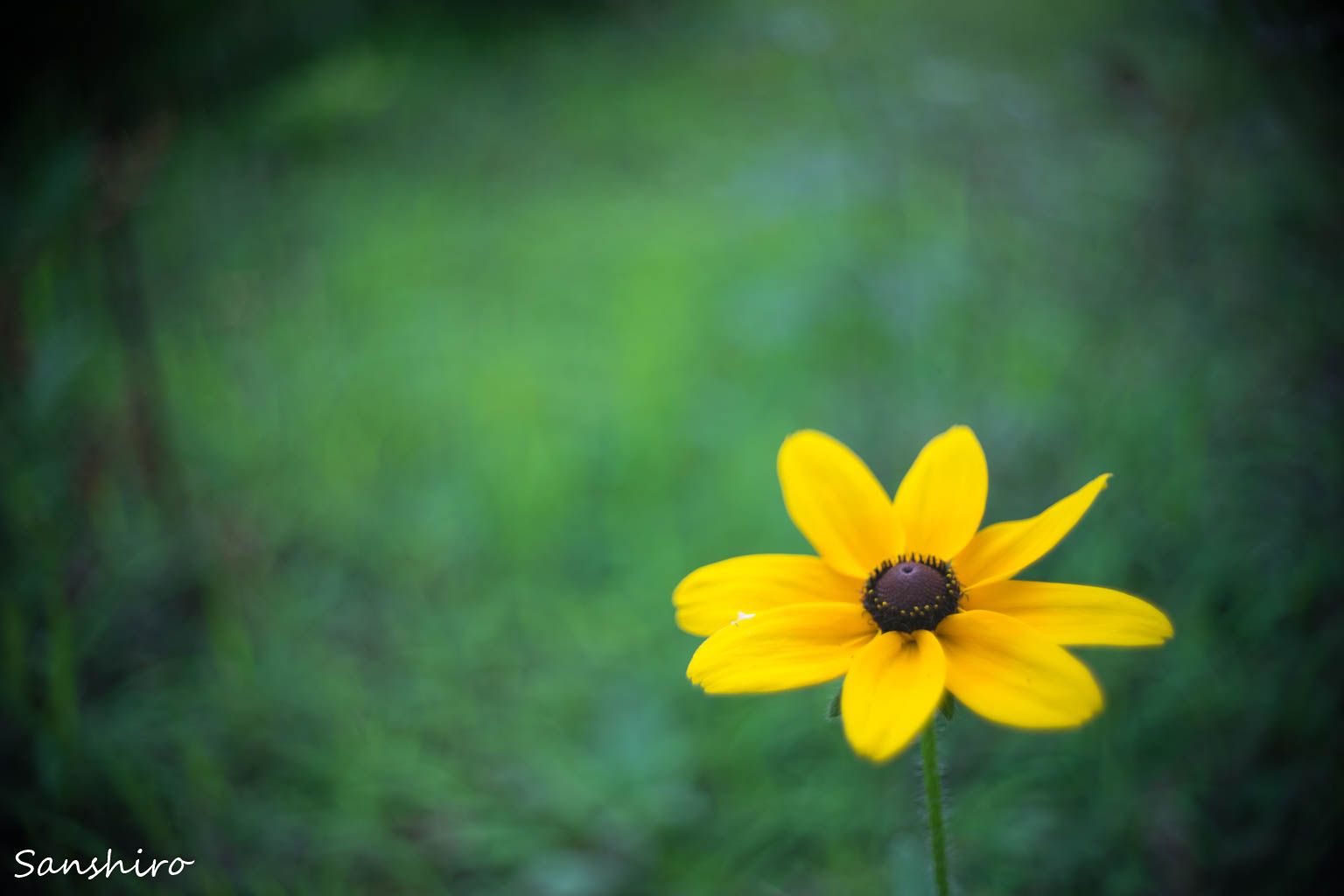 KMZ HELIOS-33 2/35 | オールドレンズ写真館