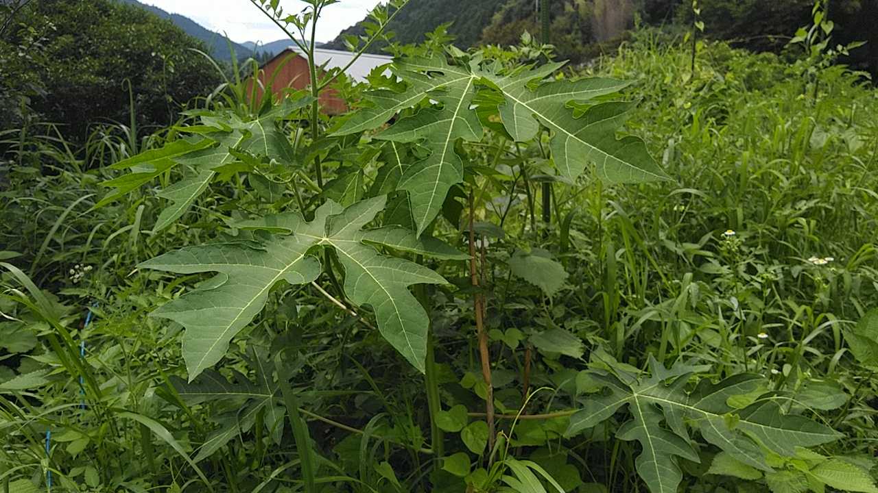 スキゾ逃農記 至善農園精舎 知足 離欲 精進編 | junbenのブログ - 楽天ブログ