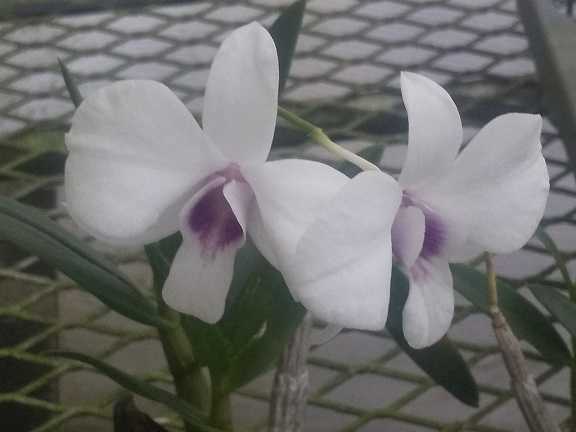 Oncsa.フルデュエン・カメレオン、Den.グローバル・ビレッジ、Chy.ブルエンノウィアナ | ラン好きのページ - 楽天ブログ