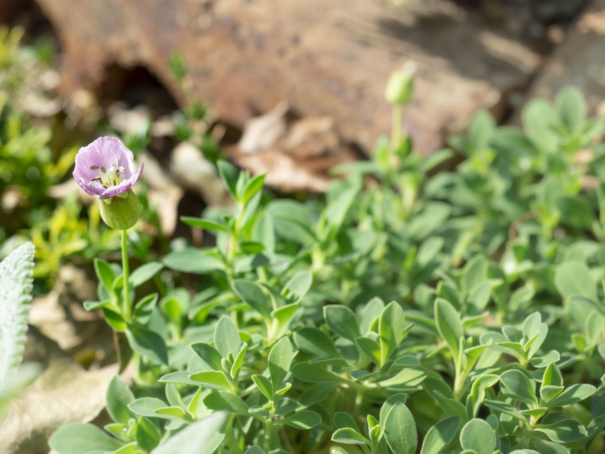 想定外の開花！！ | 人生を豊かにしたい趣味あれこれ - 楽天ブログ