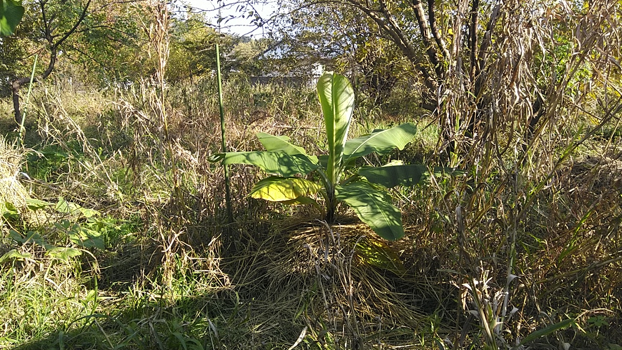 スキゾ逃農記 至善農園精舎 知足 離欲 精進編 | junbenのブログ - 楽天ブログ