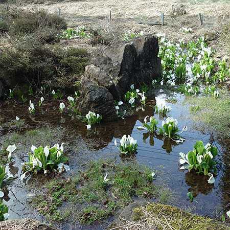 羅漢山と水芭蕉 | 山屋のページ - 楽天ブログ