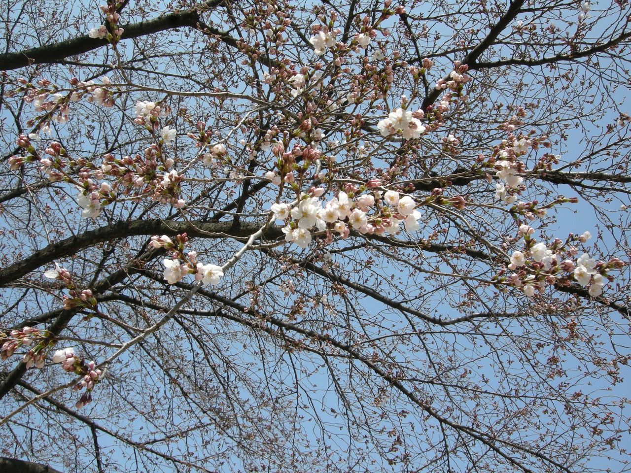 桜、咲き始めました。 つれづれなるままに 楽天ブログ