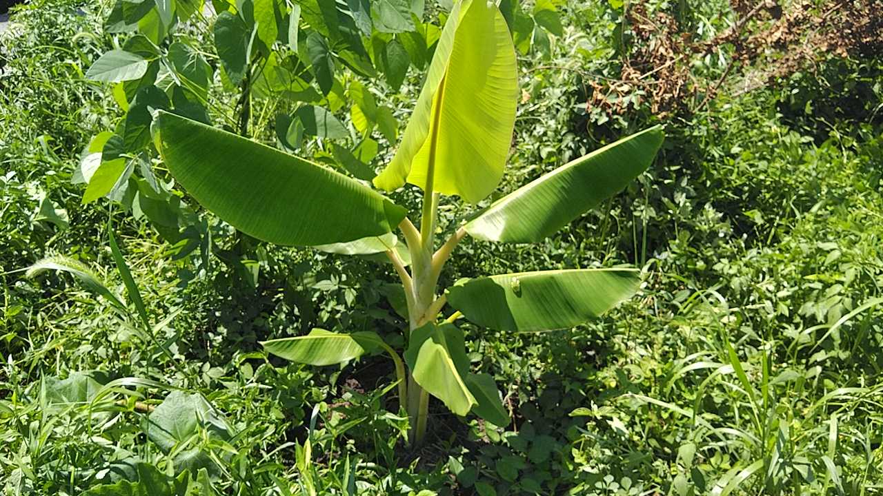 スキゾ逃農記 至善農園精舎 知足 離欲 精進編 | junbenのブログ - 楽天ブログ