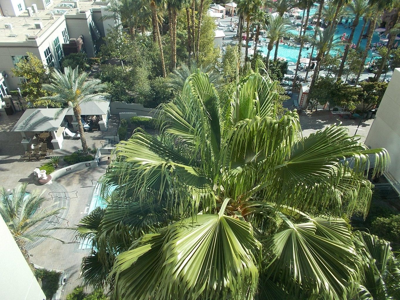 HGVC ヒルトン グランド バケーション クラブ フラミンゴホテル プール＆中庭通路 | ラスベガス ロサンゼルスの旅 - 楽天ブログ