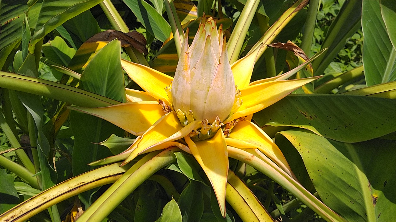 スキゾ逃農記 至善農園精舎 知足 離欲 精進編 | junbenのブログ - 楽天ブログ