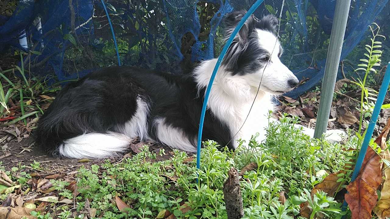 スキゾ逃農記 至善農園精舎 知足 離欲 精進編 | junbenのブログ - 楽天ブログ