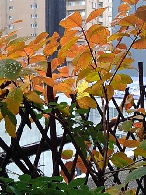 紅葉 七宝焼の工房 アトリエ和か（のどか）のブログ 楽天ブログ