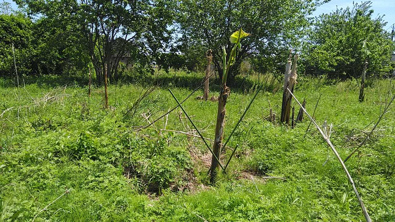 スキゾ逃農記 至善農園精舎 知足 離欲 精進編 | junbenのブログ - 楽天ブログ