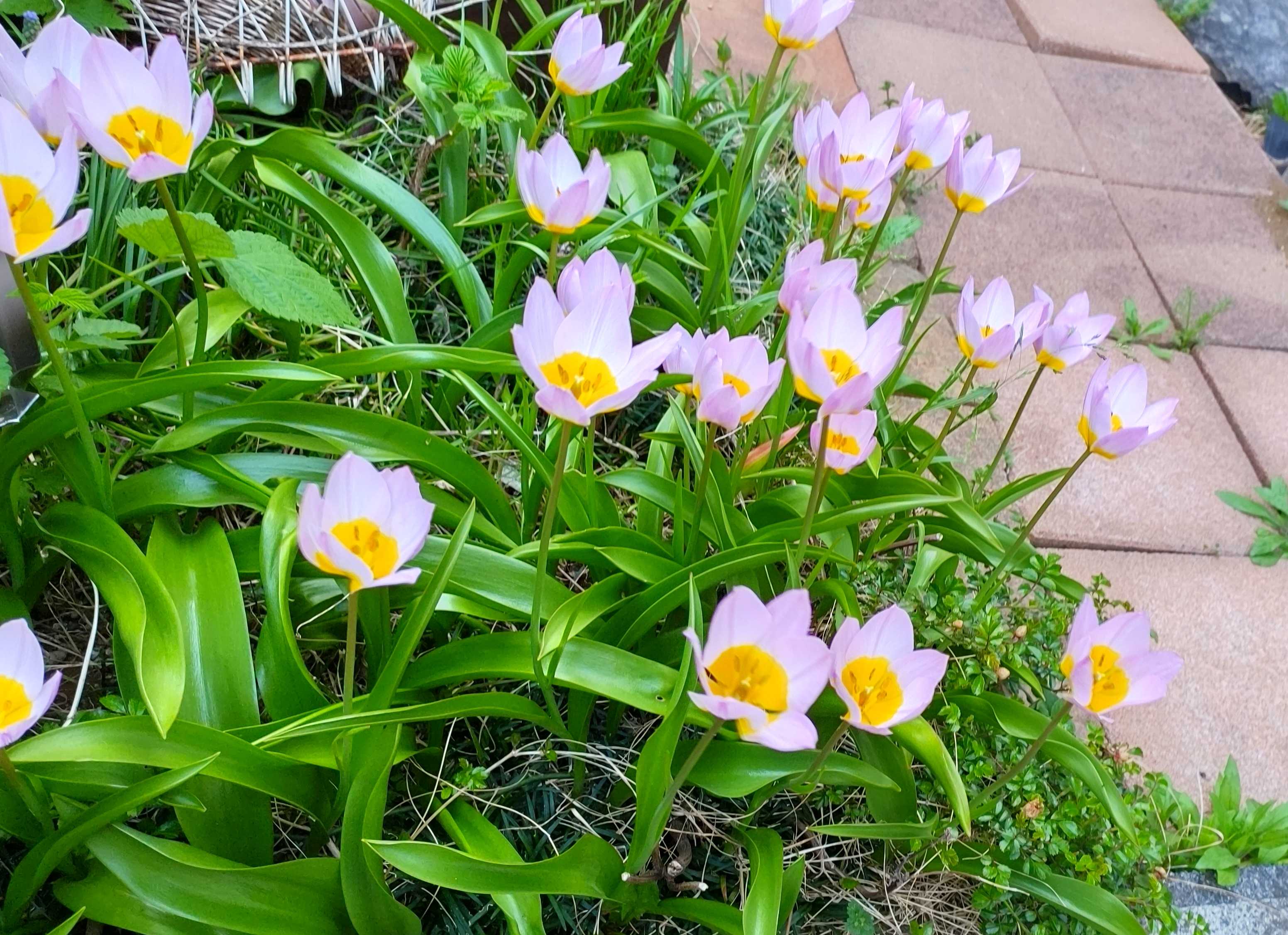 日常はやり残したことだらけ | なちゅらるに生きよう - 楽天ブログ