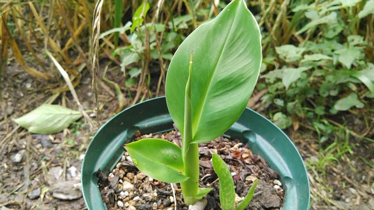 スキゾ逃農記 至善農園精舎 知足 離欲 精進編 | junbenのブログ - 楽天ブログ