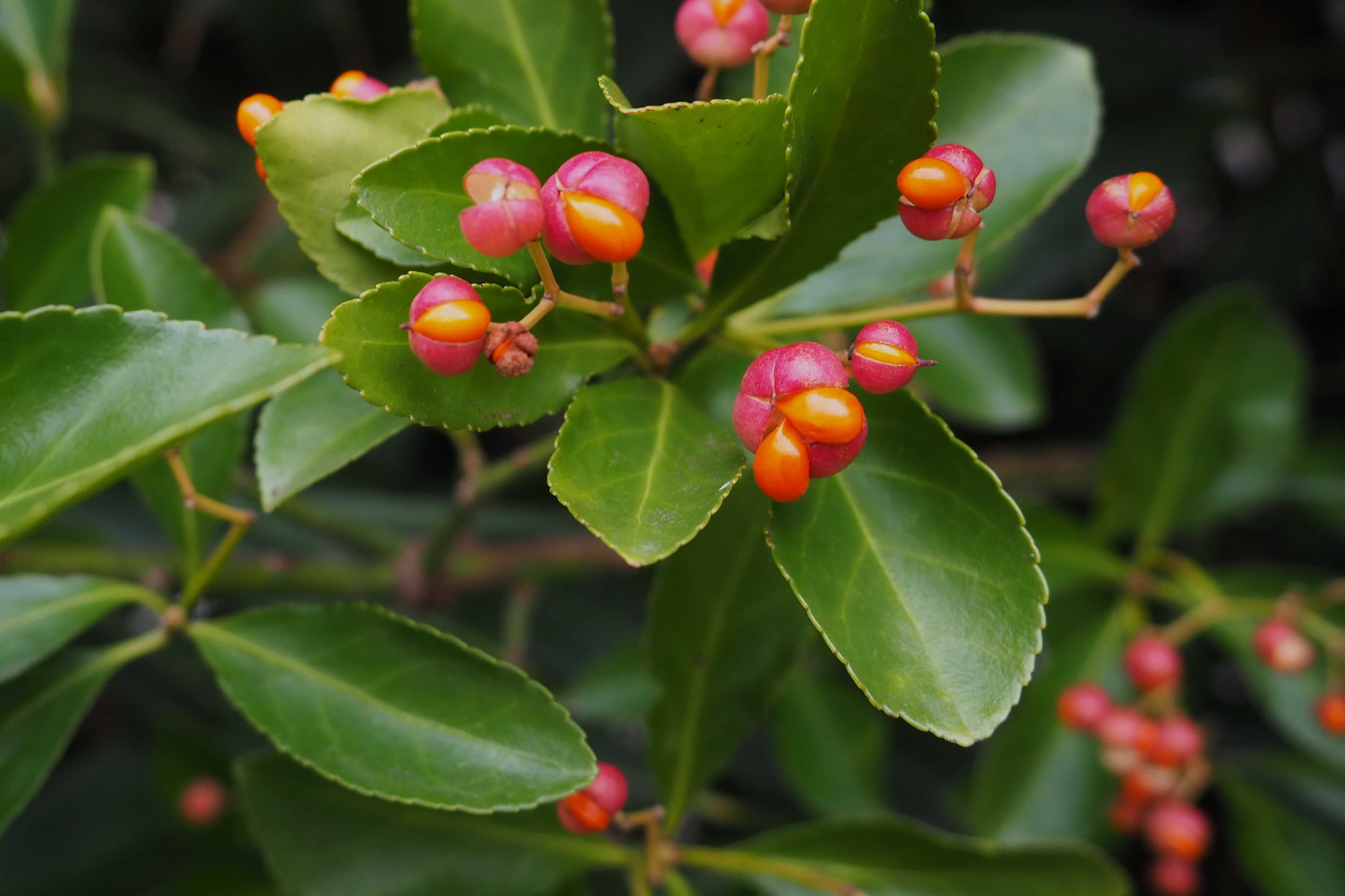 マサキの赤い実 戸倉の生垣 | 里山の野草と花木 宮城県北トレッキング - 楽天ブログ