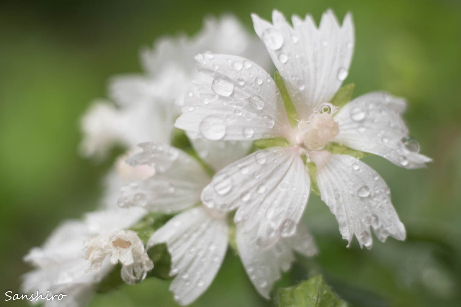 KMZ HELIOS-33 2/35 | オールドレンズ写真館