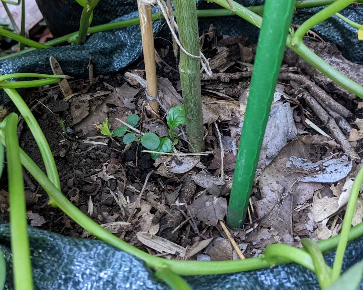 オクラの自然栽培 | ぐり～んおあしす (Oniwa cafe) - 楽天ブログ