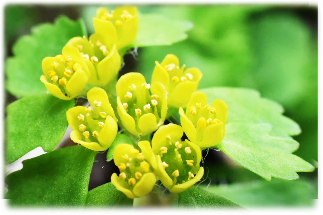 【期間限定！Max30％OFFクーポン！7日9:59迄】《シワになりにくい・洗える》正解 シルキーサテン2wayタックブラウス タックブラウス | TKのレディーズファッション その他 - 楽天ブログ