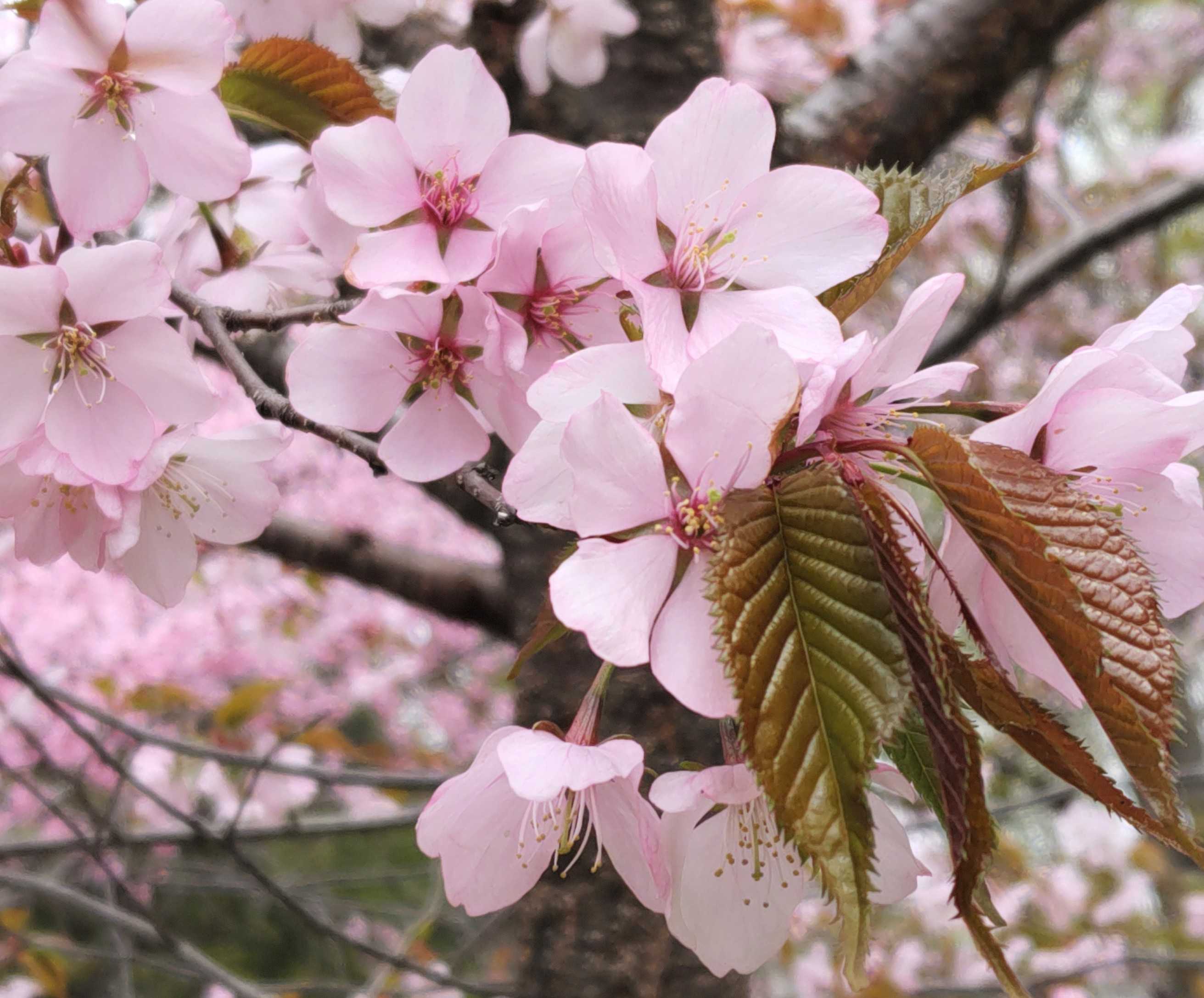 満開の桜 七宝焼の工房 アトリエ和か（のどか）のブログ 楽天ブログ