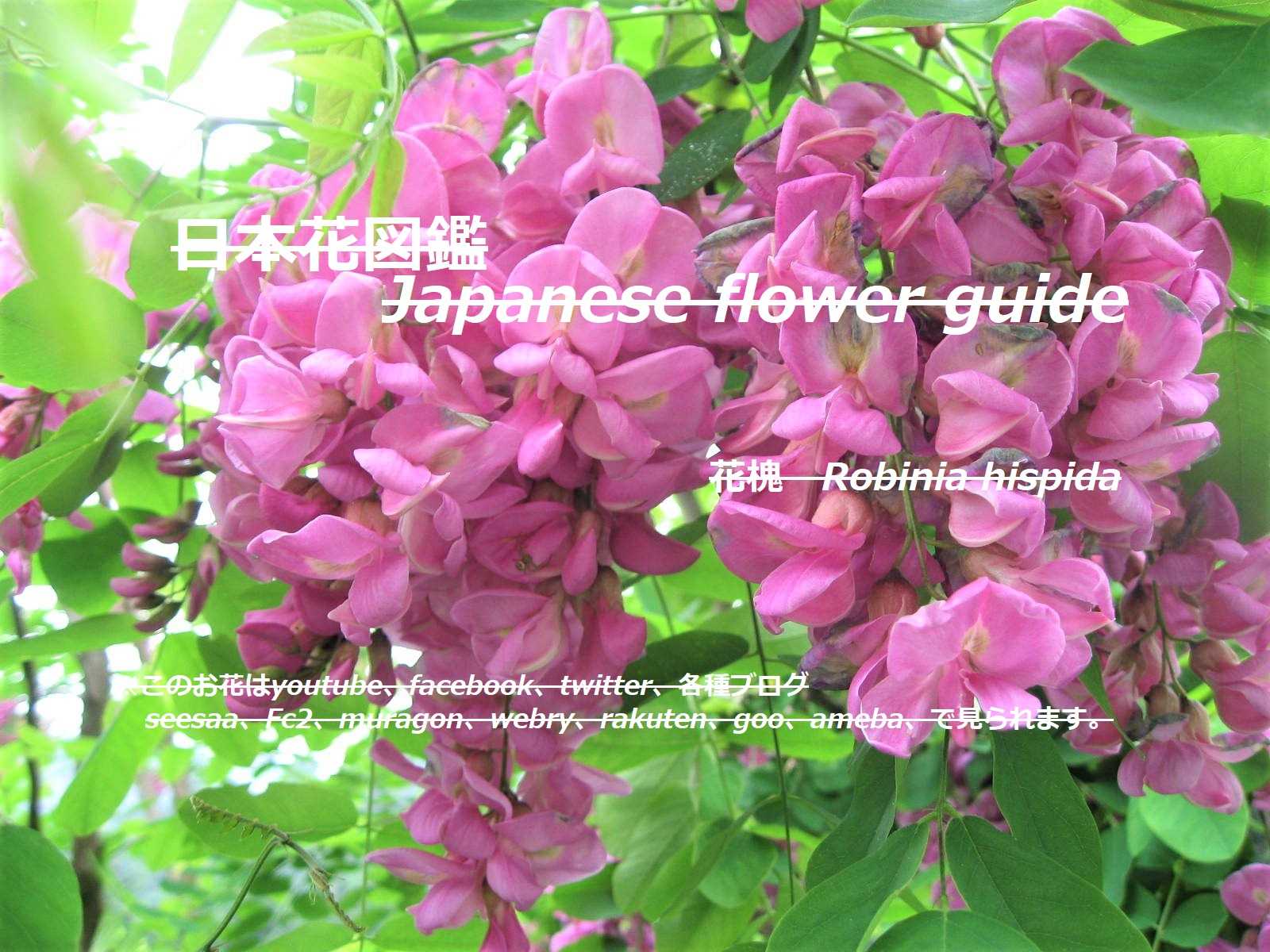 大空に花房？！A lump of flowers in the sky? !! | 季節の花 日本花図鑑 動スライドショーとピアノ音楽 - 楽天ブログ