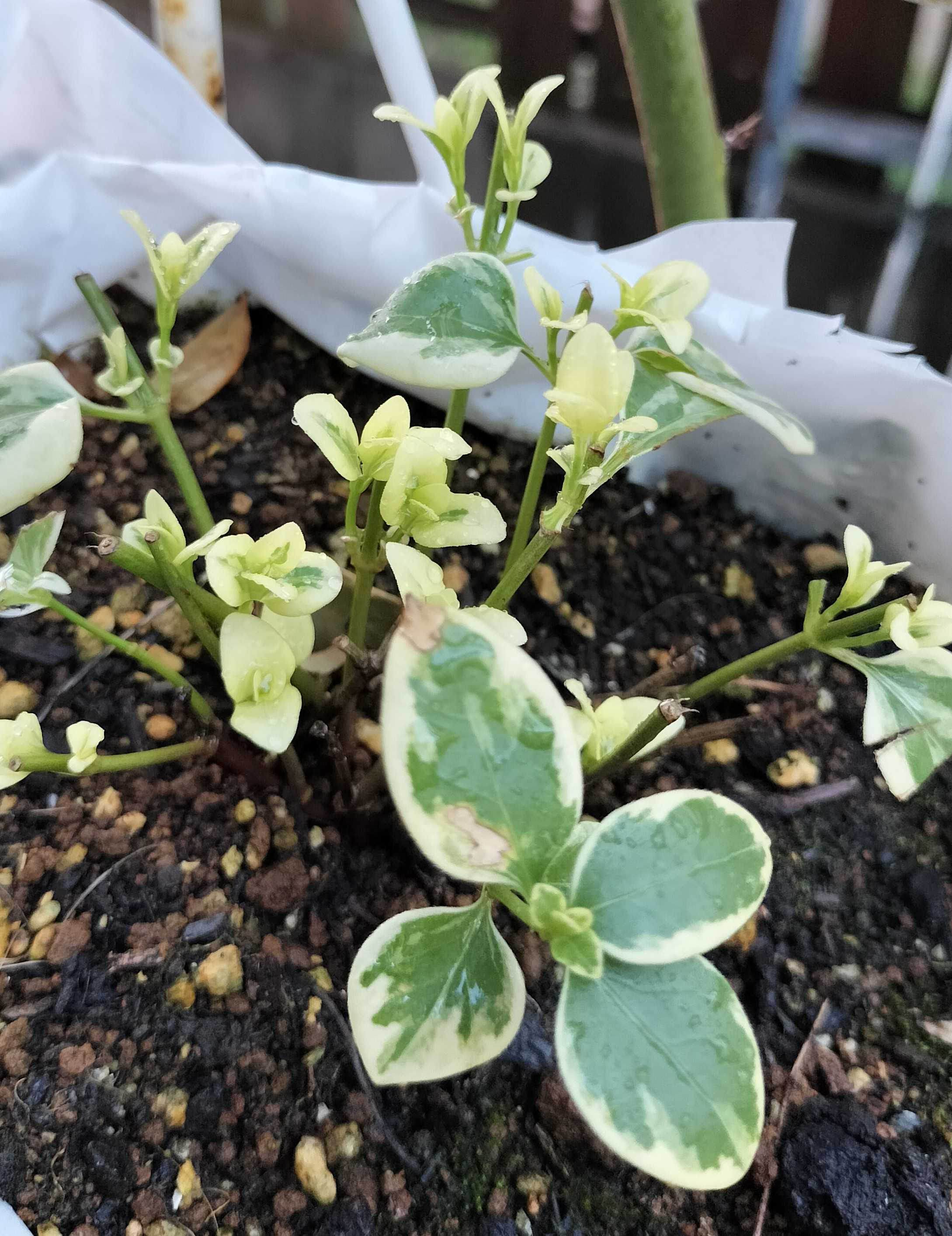 切り戻しで繰り返し咲く花 バーバスカム・金魚草・アルセア・フロックス ジェリコ風アイスコーヒー | たねをまく日々 - 楽天ブログ