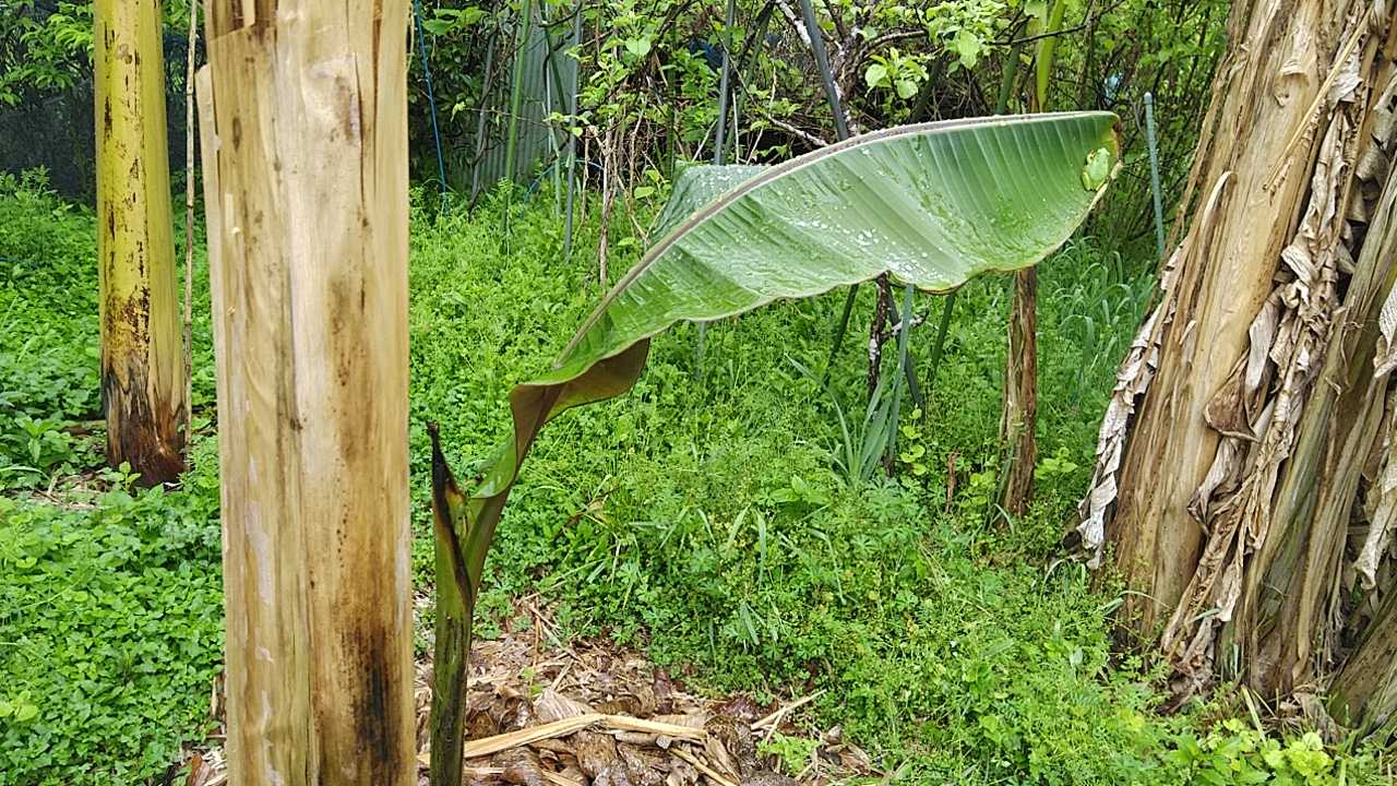 スキゾ逃農記 至善農園精舎 知足 離欲 精進編 | junbenのブログ - 楽天ブログ