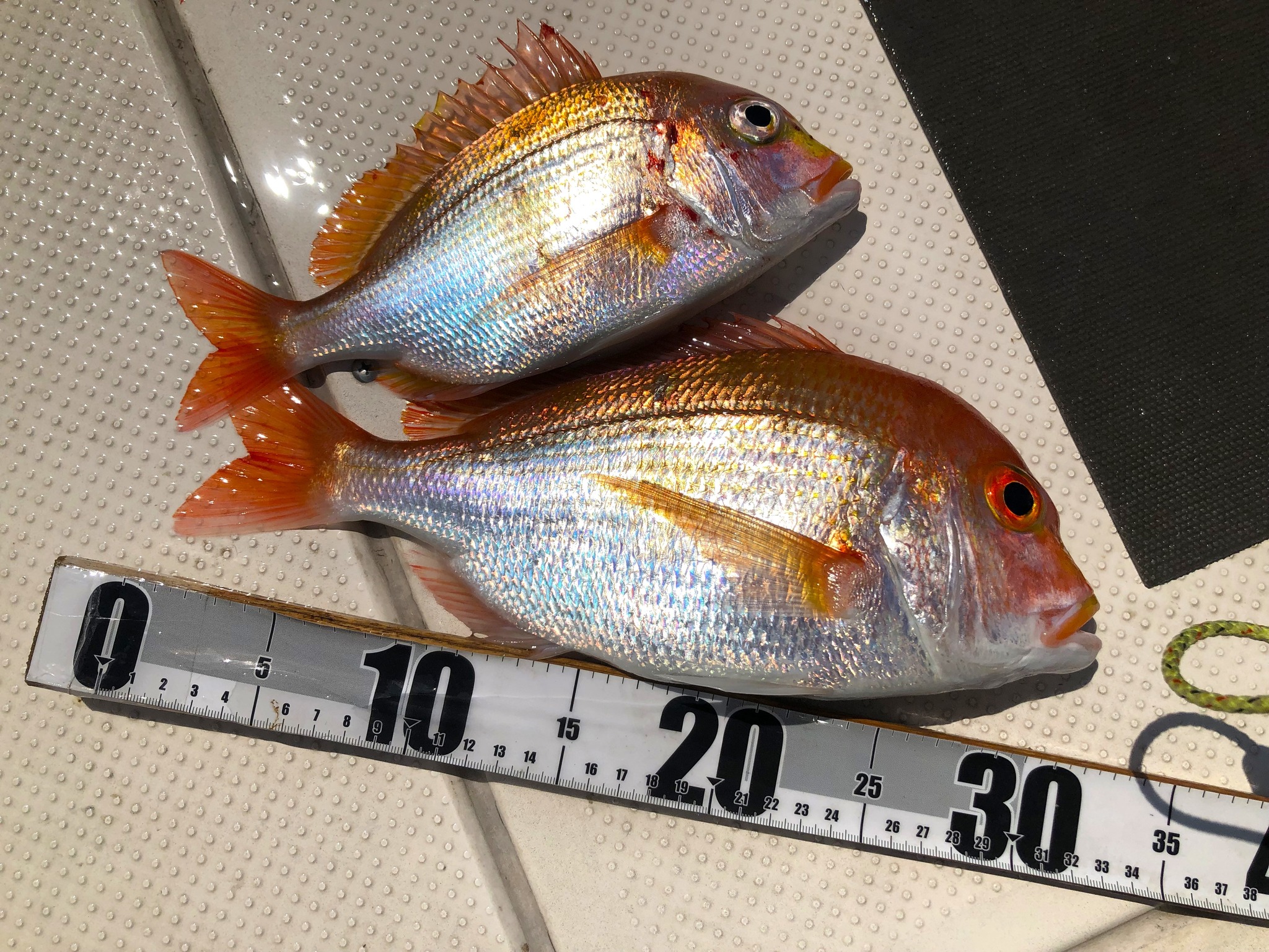 真鯛53cm・2kg | 中澤さかな日記 - 楽天ブログ