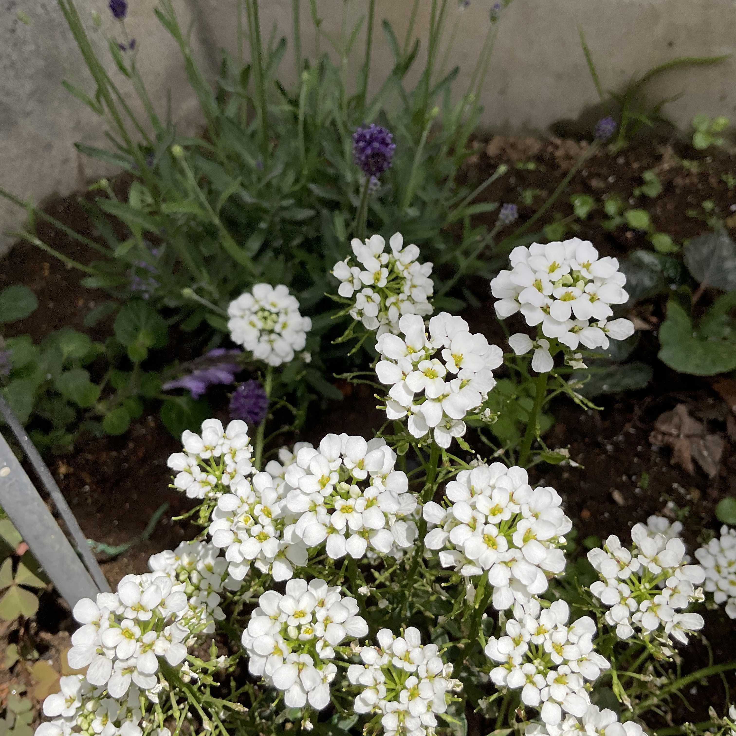 一番花はアンジェラでした♡ | 花カホル - 楽天ブログ