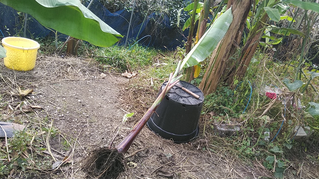 スキゾ逃農記 至善農園精舎 知足 離欲 精進編 | junbenのブログ - 楽天ブログ
