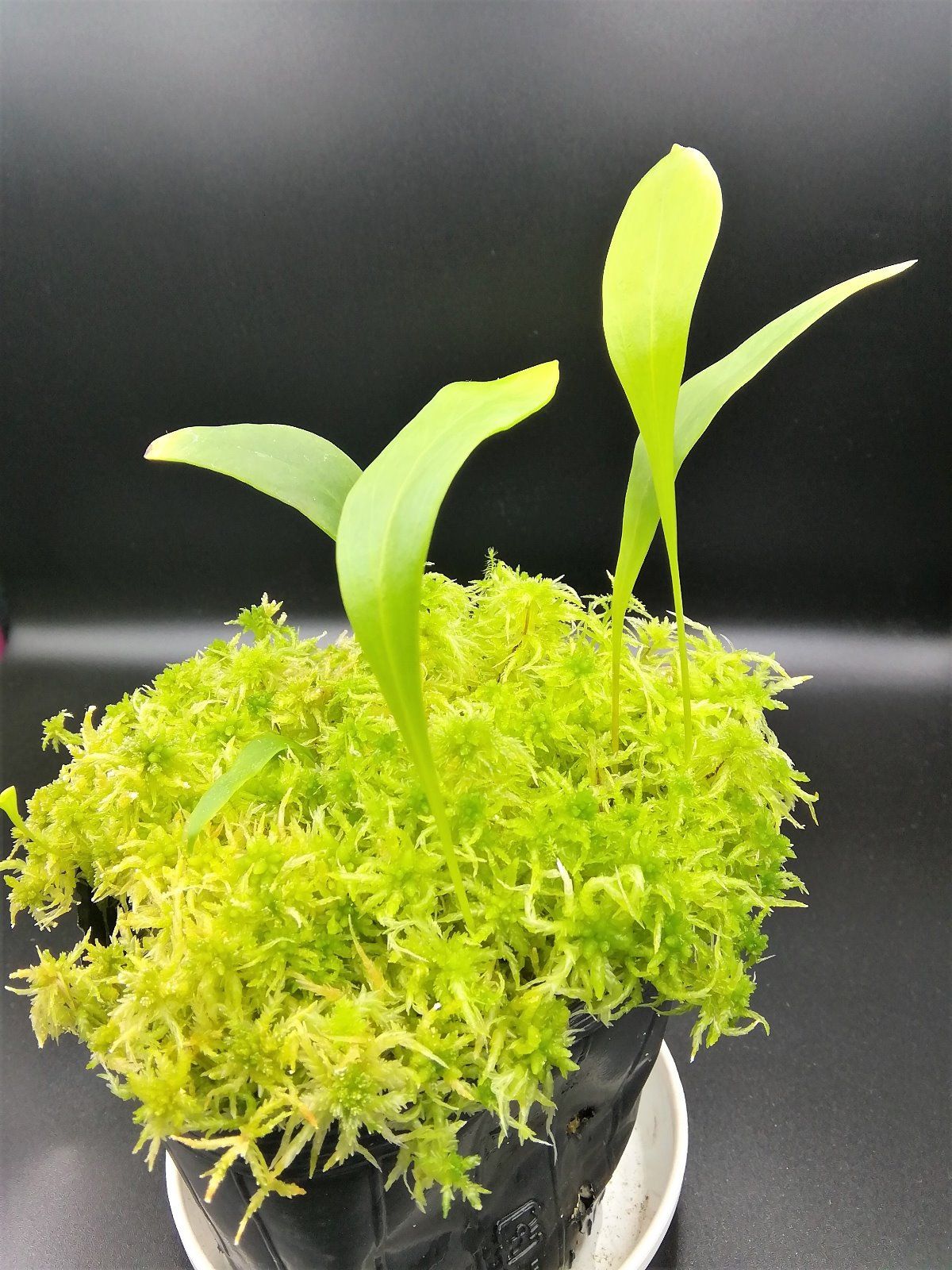 モリモリ | ムシトリ観察 - 楽天ブログ