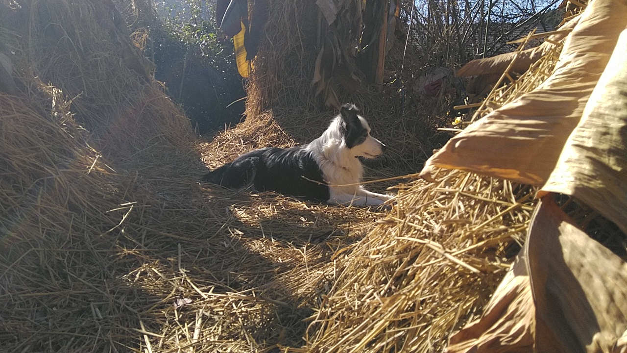 スキゾ逃農記 至善農園精舎 知足 離欲 精進編 | junbenのブログ - 楽天ブログ