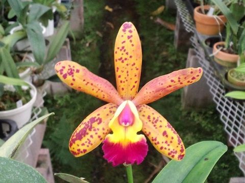 Den.グリフィシアナム、C.トロピカル・ポインター'アメジスト'、Bulb.メンブラニフォリウム | ラン好きのページ - 楽天ブログ