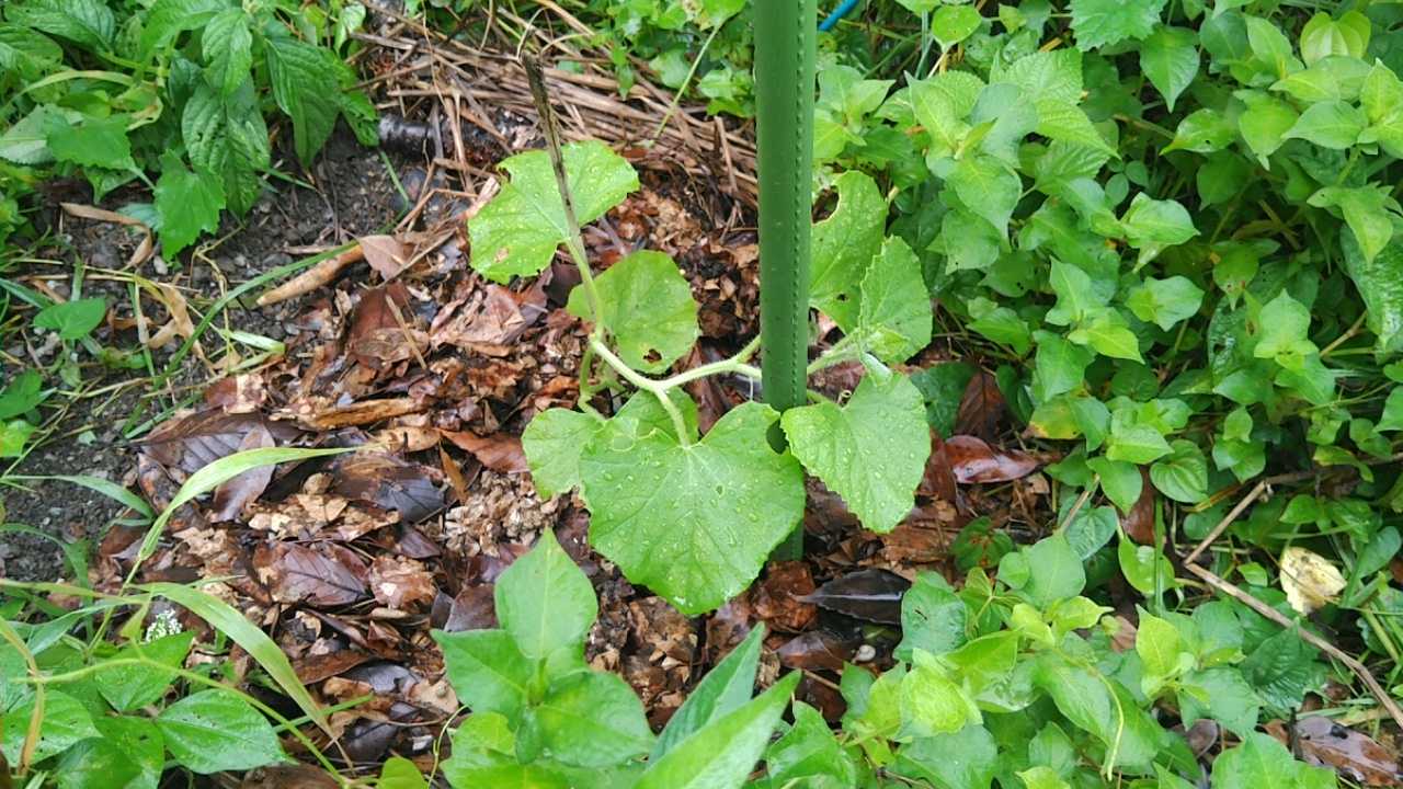 スキゾ逃農記 至善農園精舎 知足 離欲 精進編 | junbenのブログ - 楽天ブログ