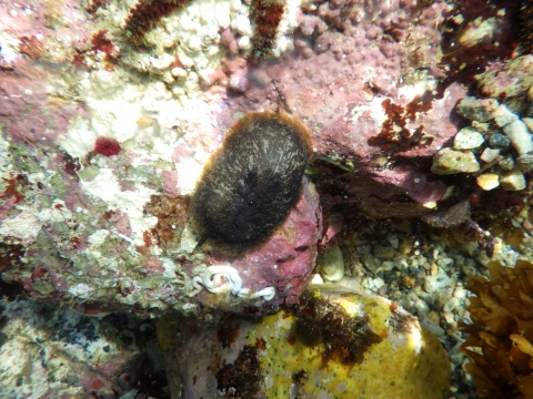 串本磯採集2017年4月中旬：Pseudoceros paralaticlavusなど | 海水魚が好き！ - 楽天ブログ