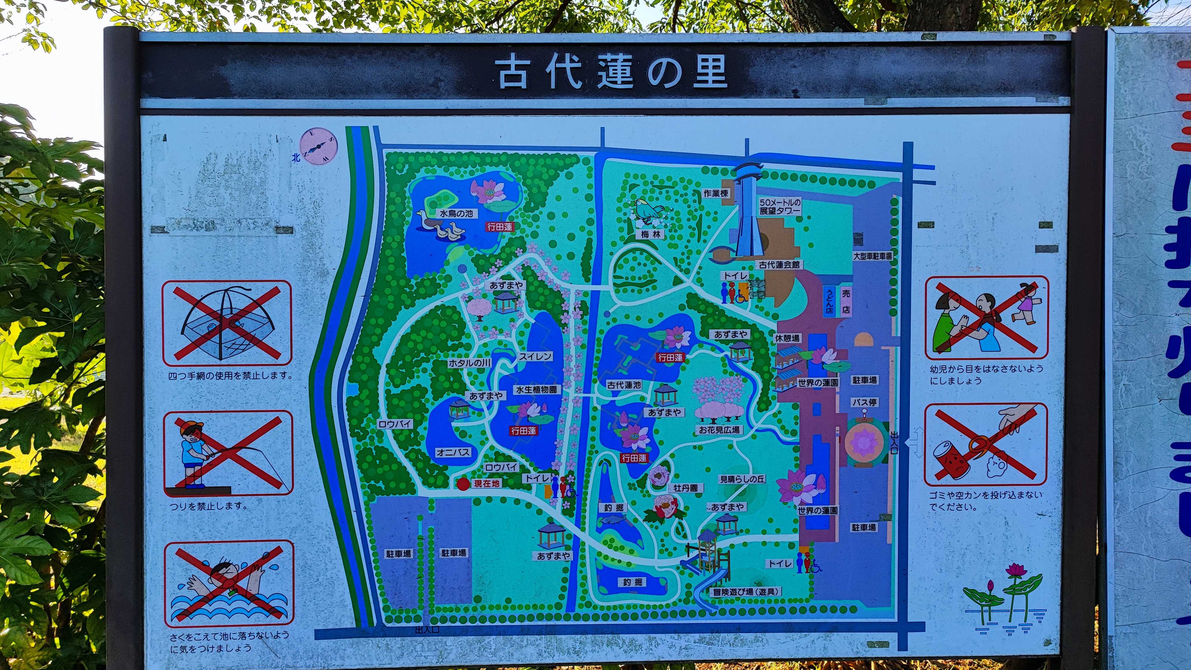 古代蓮の里 古代蓮&田んぼアート「翔んで埼玉」_20230716(日祝) | カグワシのブログ - 楽天ブログ