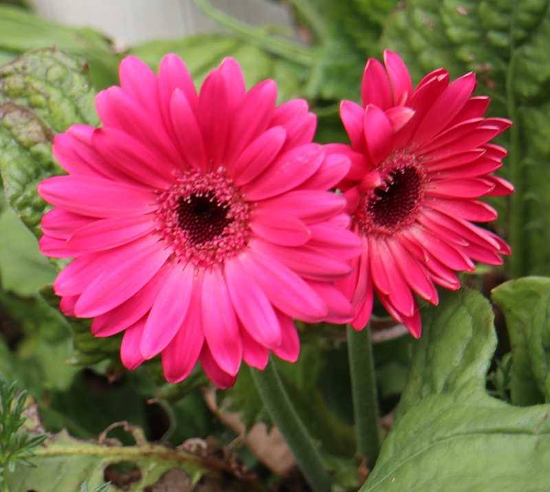 ガーベラ | バラと可愛い花たち - 楽天ブログ