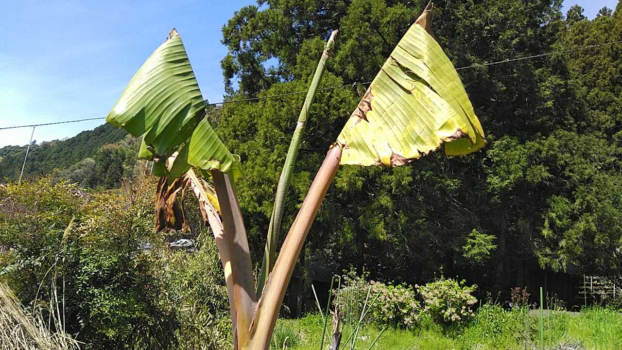 スキゾ逃農記 至善農園精舎 知足 離欲 精進編 | junbenのブログ - 楽天ブログ