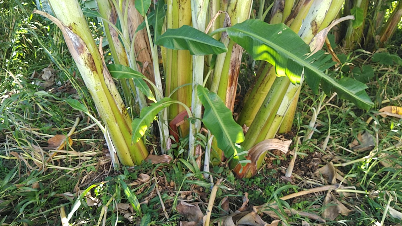 スキゾ逃農記 至善農園精舎 知足 離欲 精進編 | junbenのブログ - 楽天ブログ