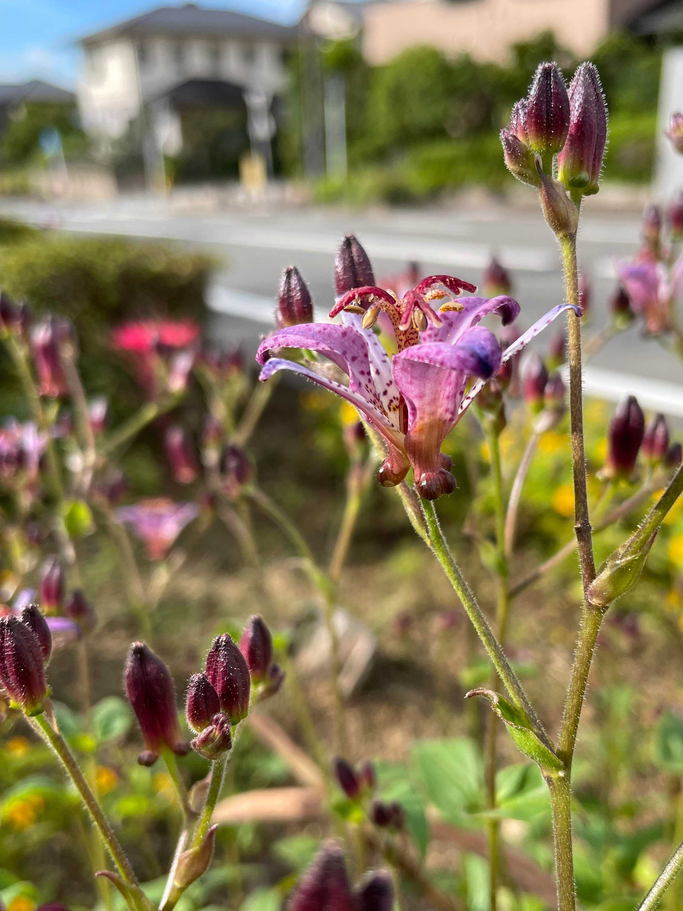 涼しい空気の中で見れば同じ花も秋花に見えるのか？ それとも秋花なのか？ 花音痴にはわからない・・・ | 遠くの細道 ～ 人生最後の10年間の ...