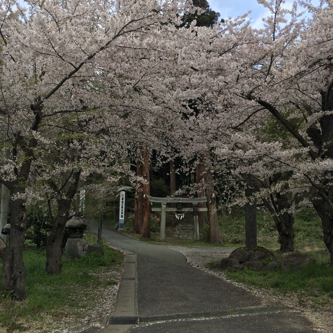 終わりかけの桜のアーチ 浅く狭いブログ 楽天ブログ