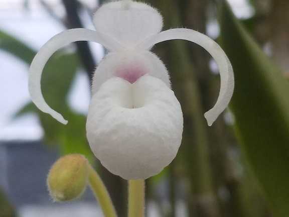 Cyc.バーシオラム'ピンク・ダブ'、Gal.ビロバ、Mxdm.ゼロフィティカム | ラン好きのページ - 楽天ブログ