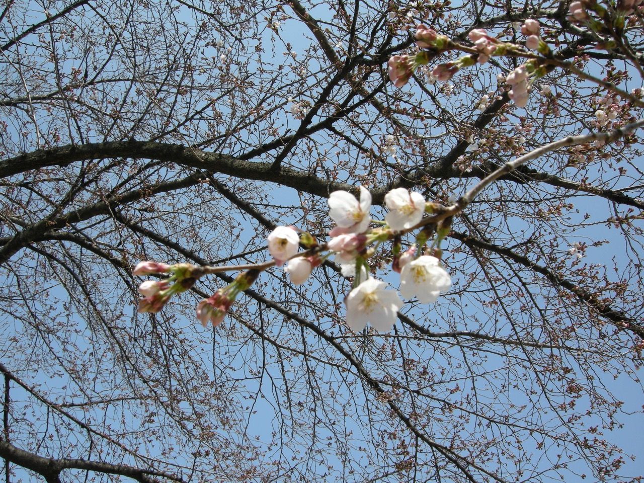 桜、咲き始めました。 つれづれなるままに 楽天ブログ