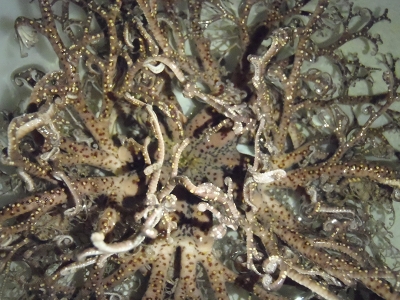 テヅルモヅル | 海水魚が好き！ - 楽天ブログ