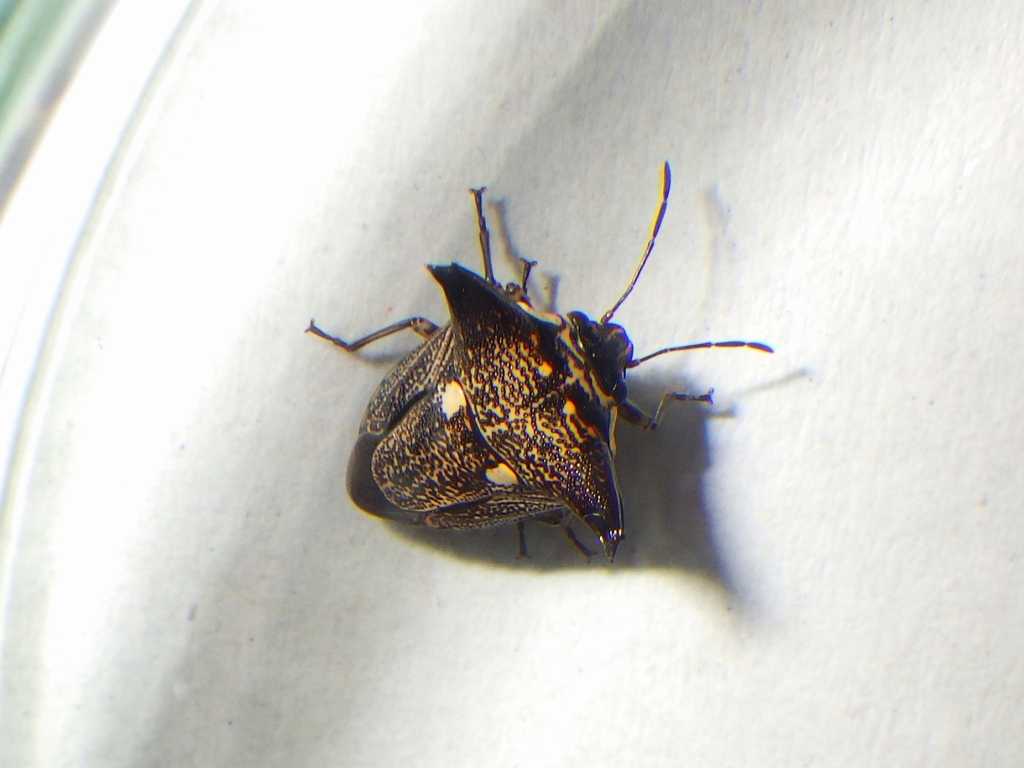 ウシカメムシ（Alcimocoris japonensis） | 海水魚が好き！ - 楽天ブログ