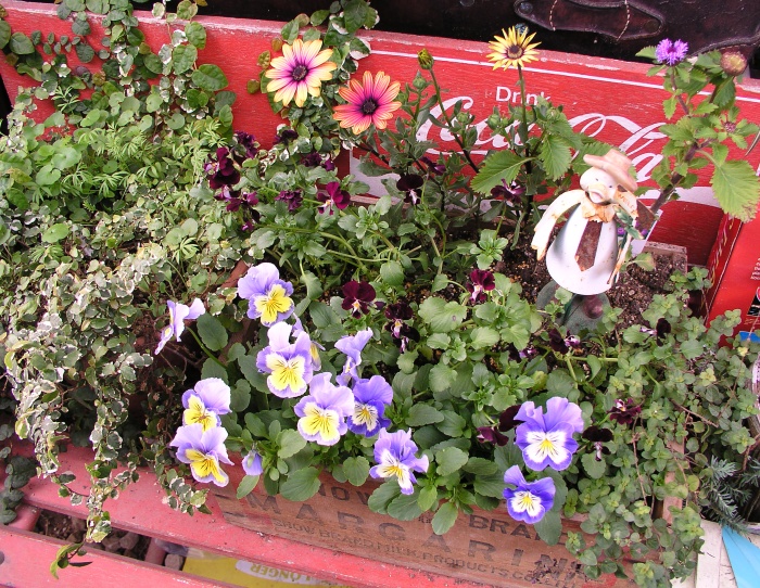 大きなカボチャとハロウィンランタンづくり～卵多肉～お花の寄せ植え～案山子～里へ行く～ | シナモンのjunk garden - 楽天ブログ