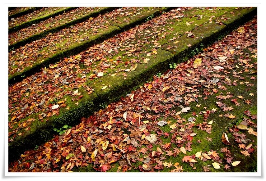 あっちへこっちへ大忙し / 紅葉をもとめて（37）～卯辰山三社・山野草園～ ＜11/21＞ | 猫の瞳は宝石 - 楽天ブログ