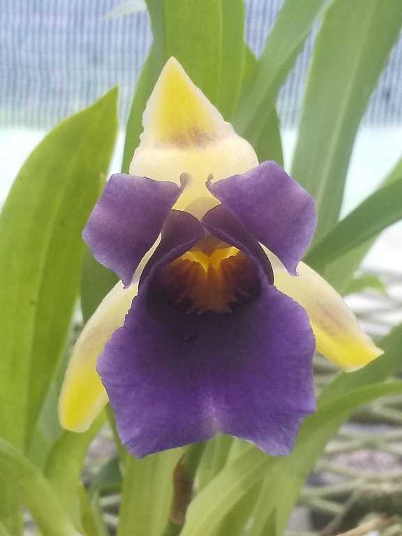 C.トロピカル・ポインター'アメジスト' 、W.ディスカラー | ラン好きのページ - 楽天ブログ