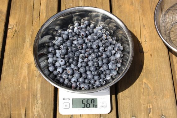 2017 小玉スイカ終了＆ブルーベリーの収穫 | エビ～ガーデニングまで雑多な日記 - 楽天ブログ