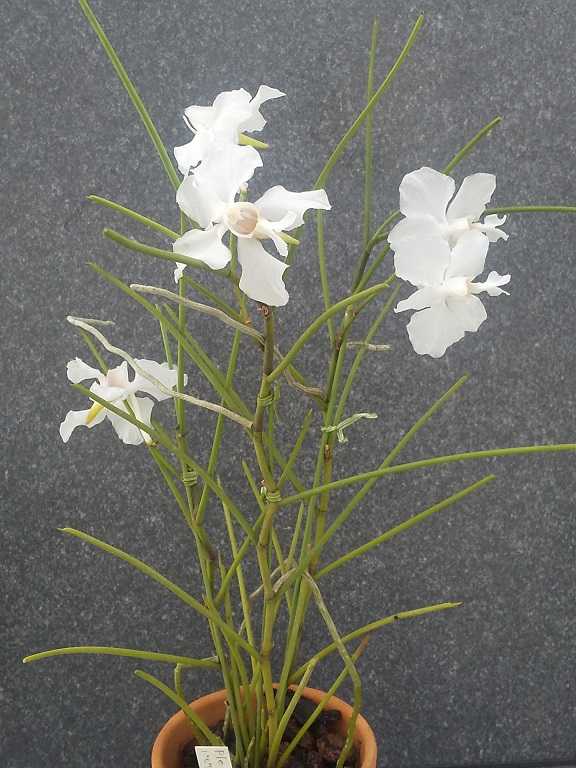 Arpo.ギガンテウム、E.コーディゲラ、Ple.ムンディー、Hal.レトロカーラ、Masd.プリンセプス | ラン好きのページ - 楽天ブログ