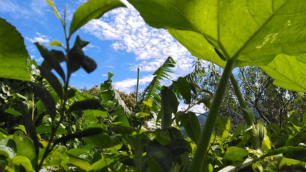 スキゾ逃農記 至善農園精舎 知足 離欲 精進編 | junbenのブログ - 楽天ブログ