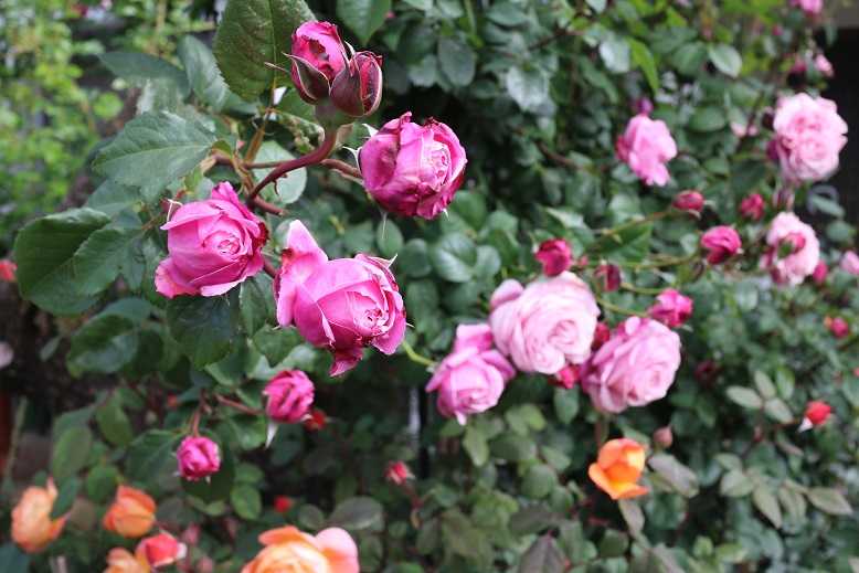 薔薇が満開（バラ庭） | タムーのブログ - 楽天ブログ