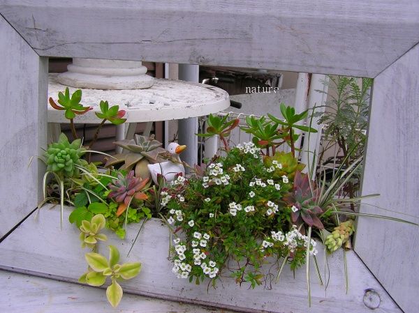 シーコーミングで拾った貝殻とビー玉～ | シナモンのjunk garden - 楽天ブログ